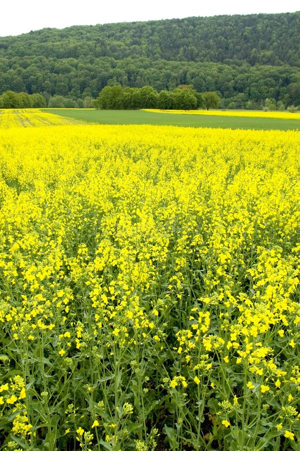 Canola field stock image. Image of agricultural, ecodiesel - 1425845