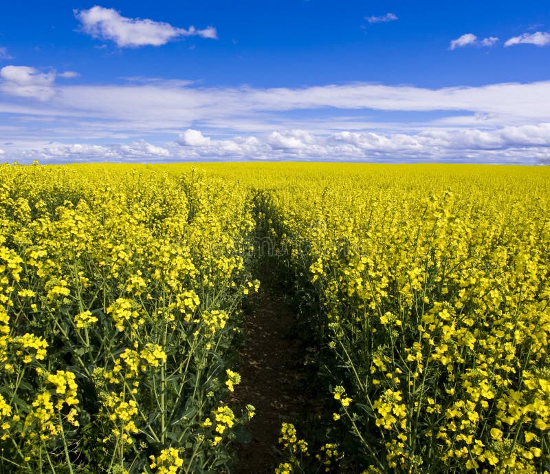 Canola field stock image. Image of seed, oilseed, meadow - 20316609
