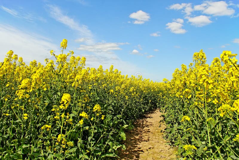 Canola field. stock photo. Image of abundance, landscaped - 28770506