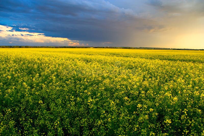 Canola Field stock image. Image of outside, pretty, cloud - 502199