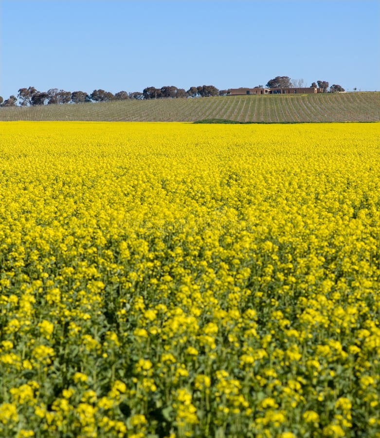 Canola Field stock photo. Image of flower, vertical, crop - 5442112