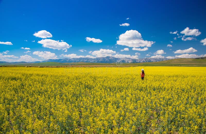 Canola Field in Alberta, Canada Editorial Image - Image of field ...