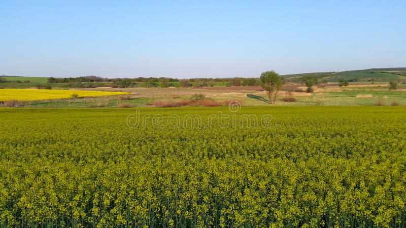 Canola field. Biofuels stock image. Image of field, biofuels - 91987131
