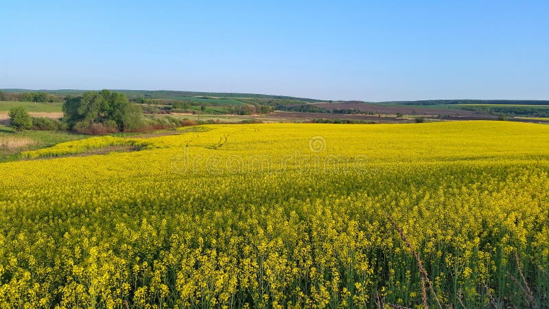 Canola Field . Biofuels. Wide Angle Stock Photo - Image of energy ...