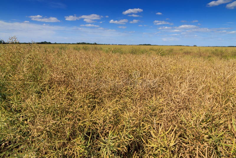 Ripe canola in the field stock photo. Image of brassica - 190371598