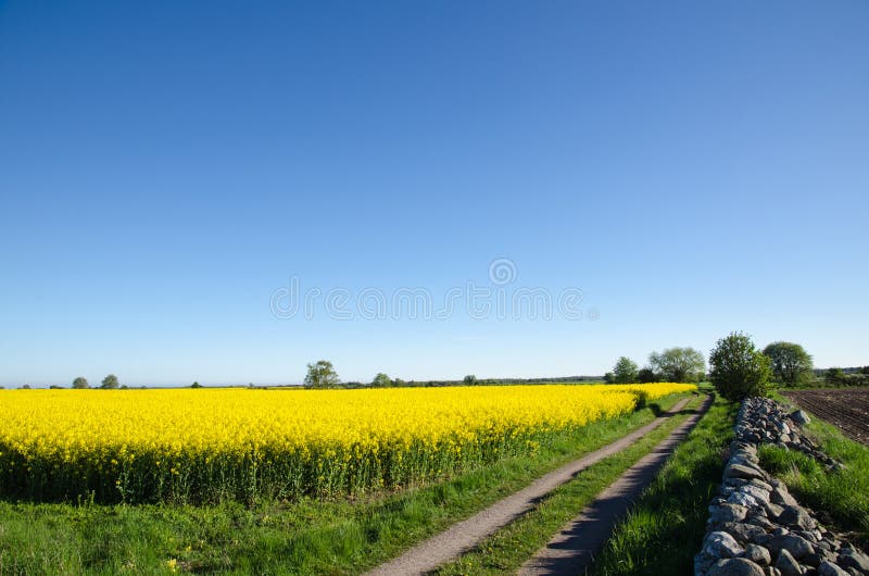 Canola field stock image. Image of seed, landscape, canola - 40780365