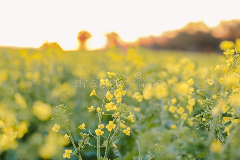Canola Field in Full Bloom Under Vibrant Sunset Sky Stock Photo - Image ...