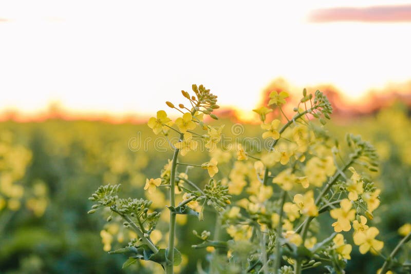 Canola Field in Full Bloom Under Vibrant Sunset Sky Stock Photo - Image ...