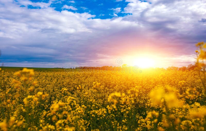 Canola Field with High-voltage Power Lines at Sunset. Canola Biofuel ...