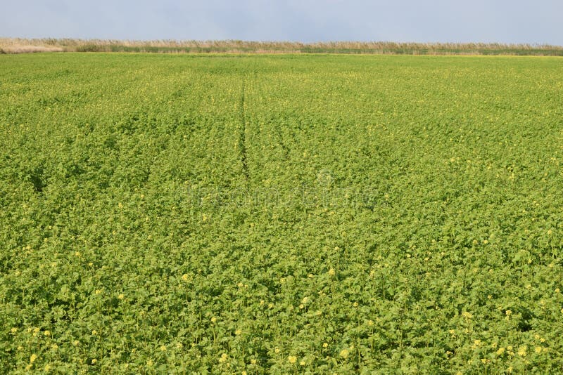 Canola field stock image. Image of planted, fall, organics - 84415037