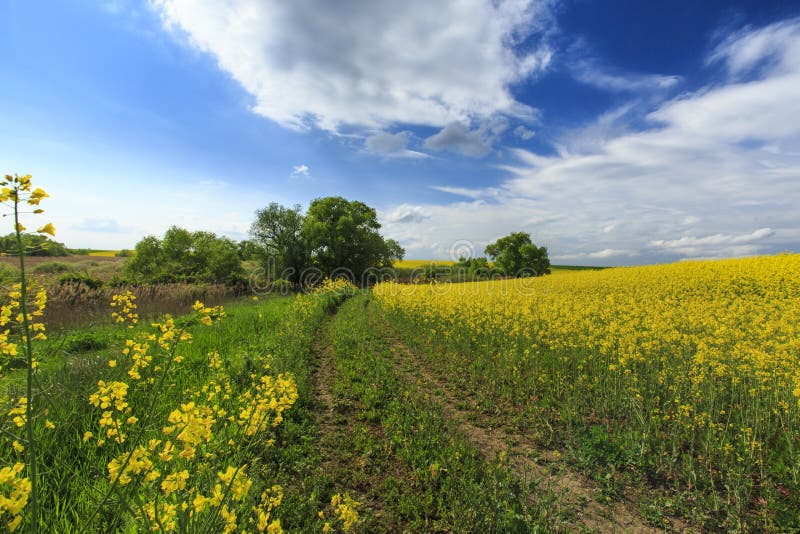 Canola field in rural area stock image. Image of nature - 40001527