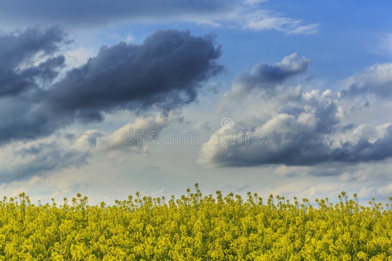 Canola field in rural area stock image. Image of field - 40101703