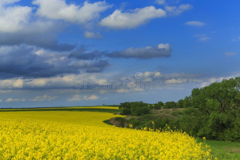 Canola field in rural area stock photo. Image of scenery - 40101704