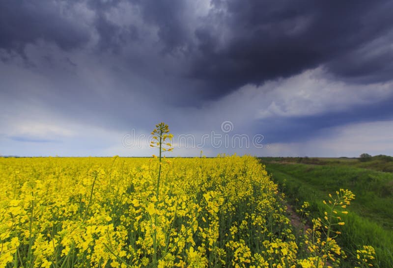 Canola field in rural area stock photo. Image of farmland - 39720034