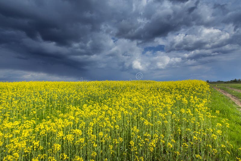 Canola field in rural area stock photo. Image of rural - 39965958