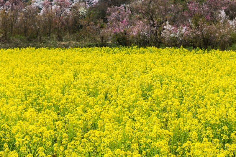 Canola Field Spring Season in Hanamiyama Stock Photo - Image of view ...