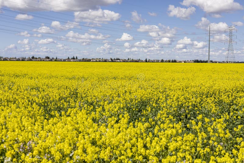 Canola Fields in Bloom on a Beautiful Day. Focus on Foreground Flowers ...