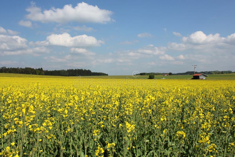 Canola fields in bloom stock photo. Image of fields, reported - 72912046