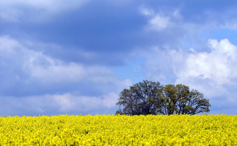 Canola Fields Picture. Image: 95317812