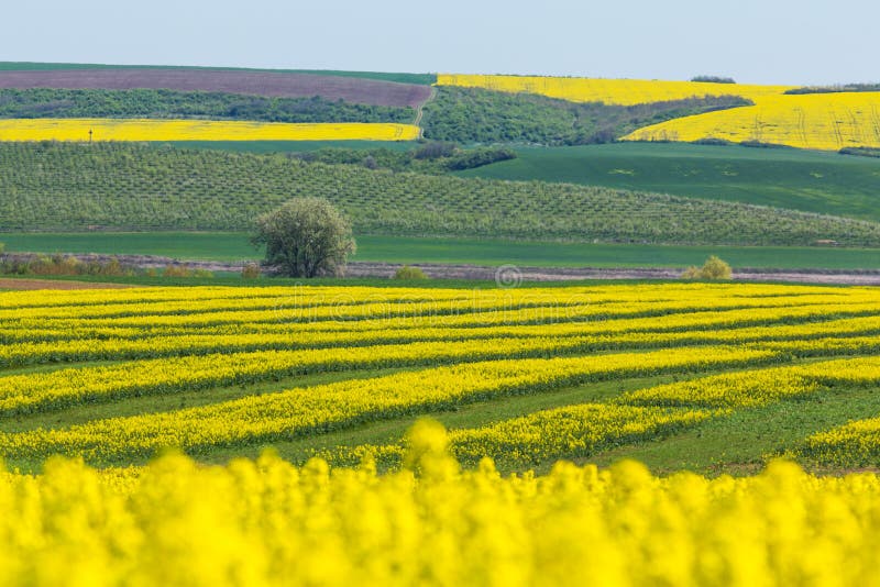 Canola Fields in Remote Rural Area Stock Image - Image of climate ...