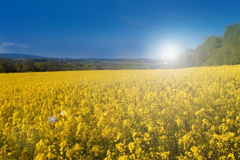 Canola Fields in the Spring Stock Photo - Image of taunus, springtime ...