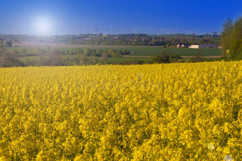 Canola Fields in the Spring Stock Photo - Image of summerly, springtime ...