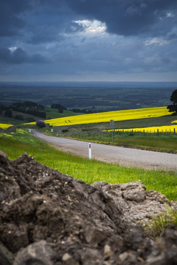 Canola Fields Under Moody Sky Stock Image - Image of horizon, flora ... Canola Fields Under Moody Sky Stock Image - Image of horizon, flora ...