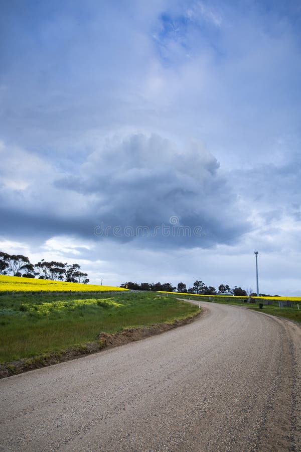 Canola Fields Under Moody Sky Stock Photo - Image of field, green ... Canola Fields Under Moody Sky Stock Photo - Image of field, green ...