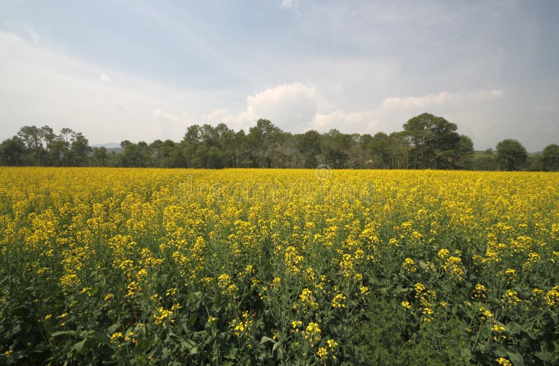 Canola flower fields stock photo. Image of farm, cloud - 38878522