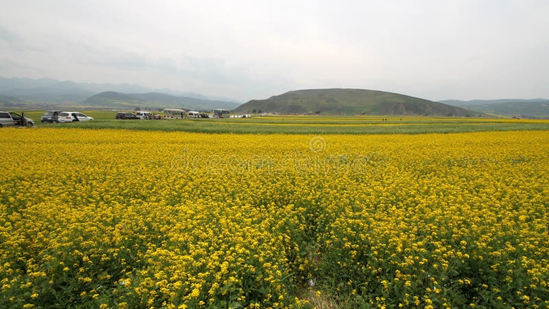 Canola flower fields stock photo. Image of natural, sunshine - 38893686