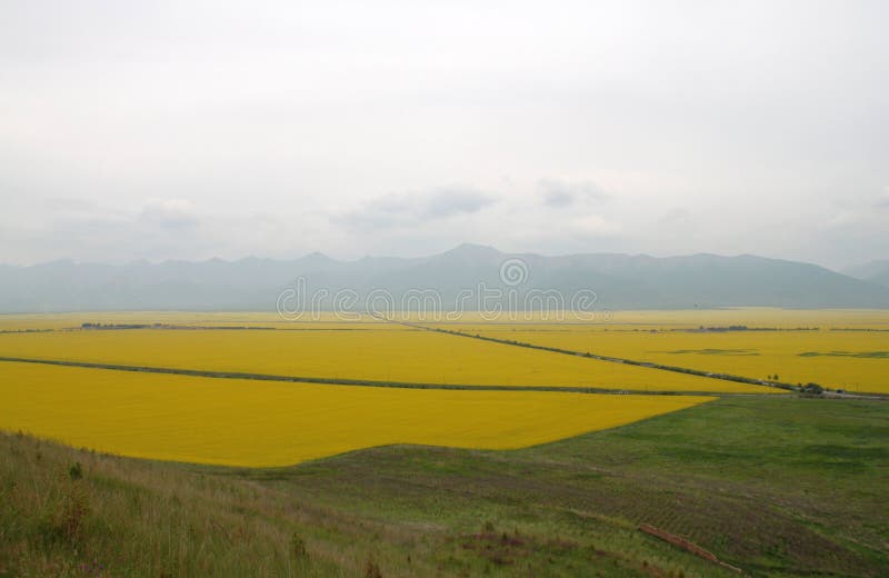 Canola flower fields stock photo. Image of sprint, colorful - 38893744