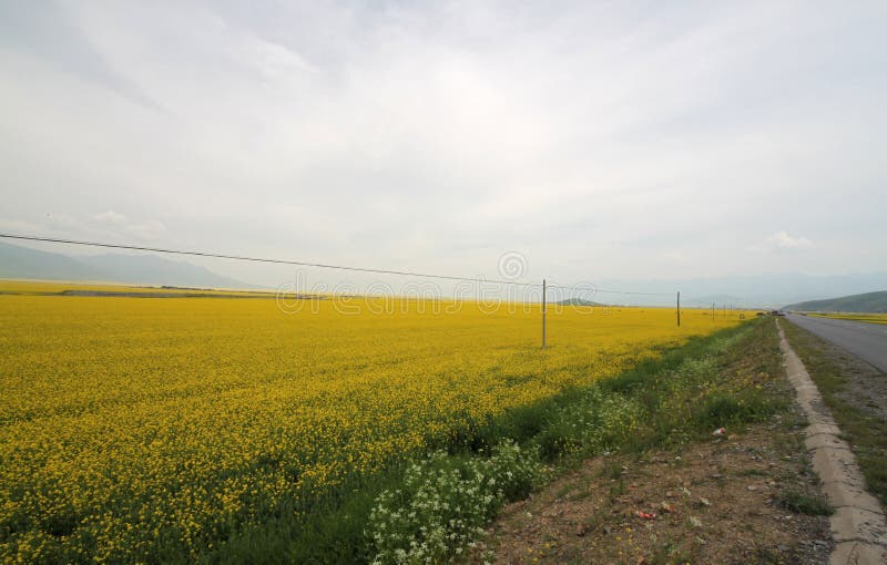 Canola flower fields stock photo. Image of farm, china - 38893984