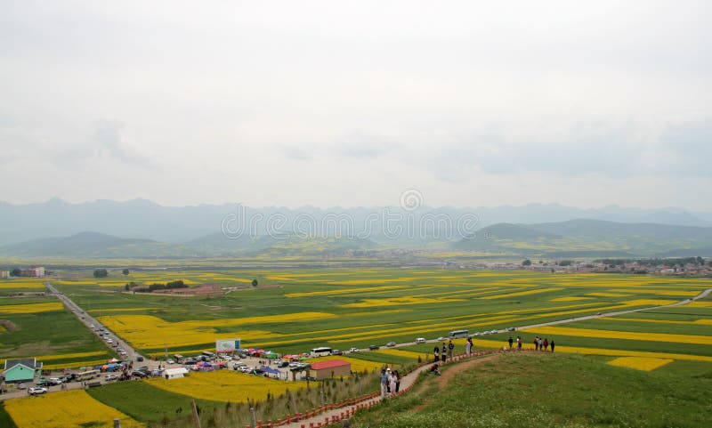 Canola flower fields stock photo. Image of farm, sunshine - 38893990
