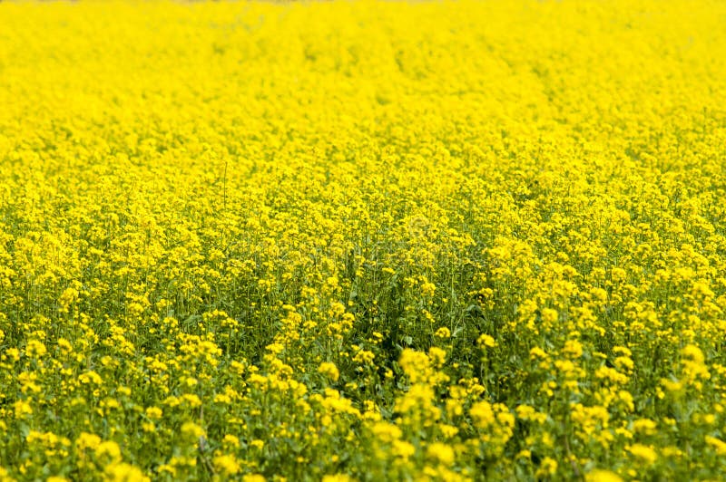 Canola flower stock photo. Image of growth, canola, cultivated - 39298828