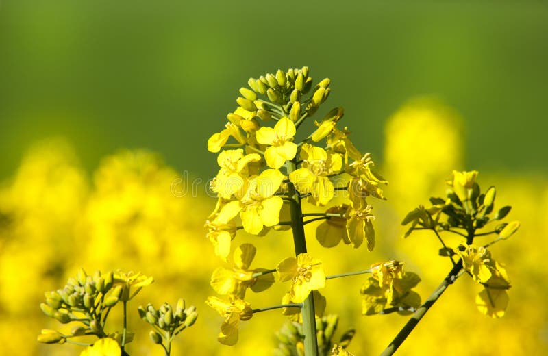 Canola flower stock photo. Image of agriculture, field - 101455770
