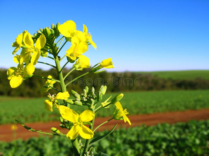 Canola field stock image. Image of colorful, blue, agriculture - 34201419