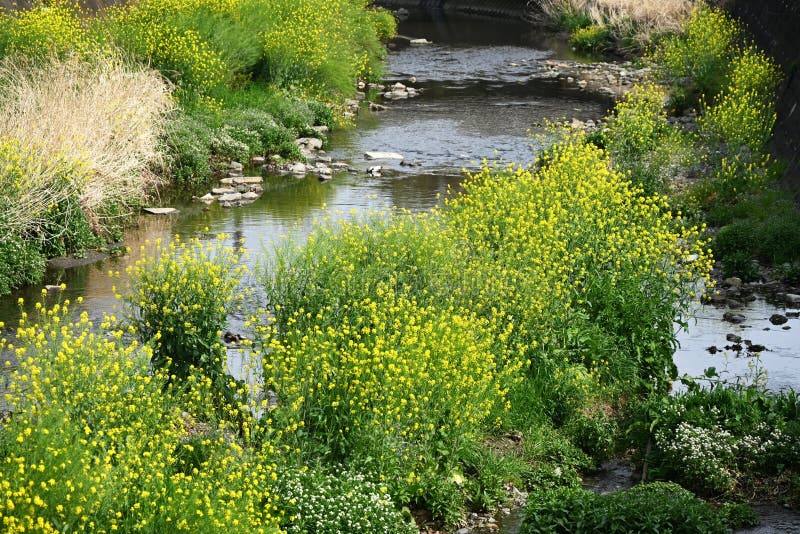 Canola Flowers Blooming in a Stream. Stock Photo - Image of rapeseed ...