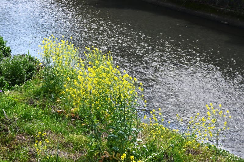 Canola Flowers Blooming in a Stream. Stock Image - Image of floral ...