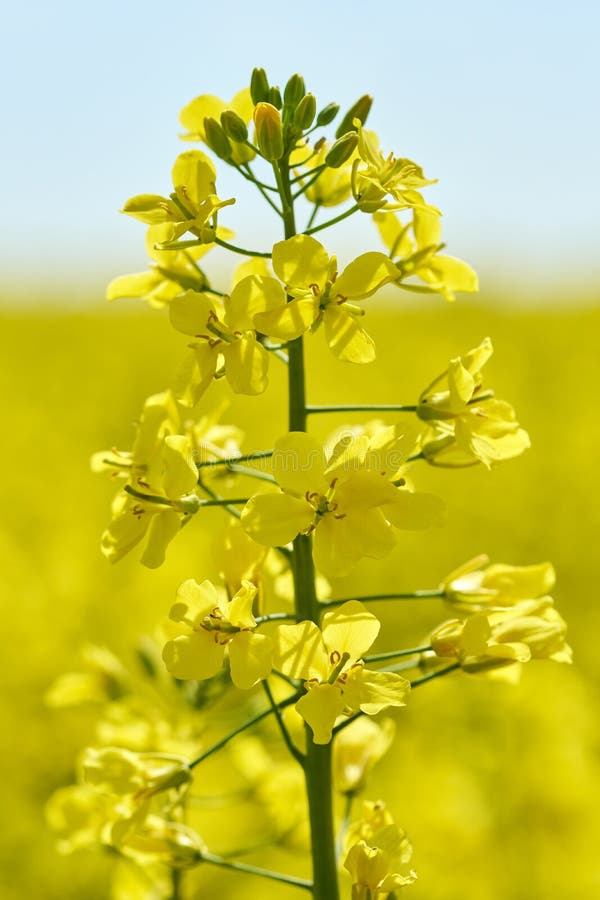 Canola flowers in closeup stock photo. Image of grow - 91954976