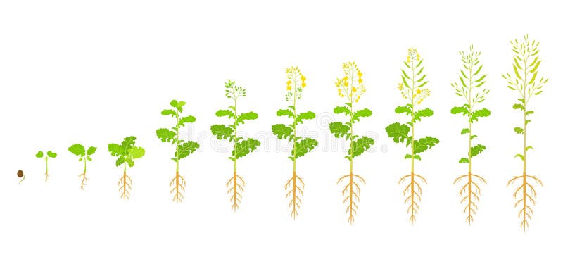 Canola Growth Cycle. Phases of Rapeseed Development. Vector ...