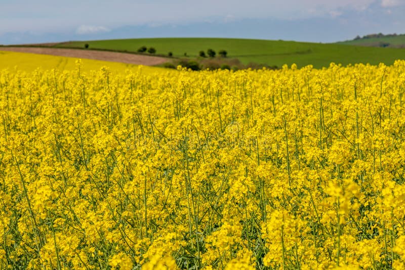 Spring Farm Landscape stock image. Image of landscape - 136389201