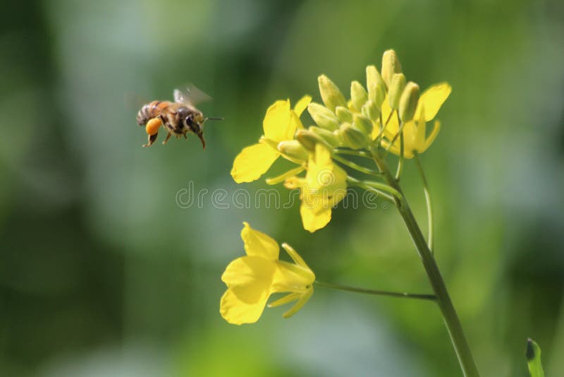 Canola and Bee stock image. Image of floral, producing - 104574591