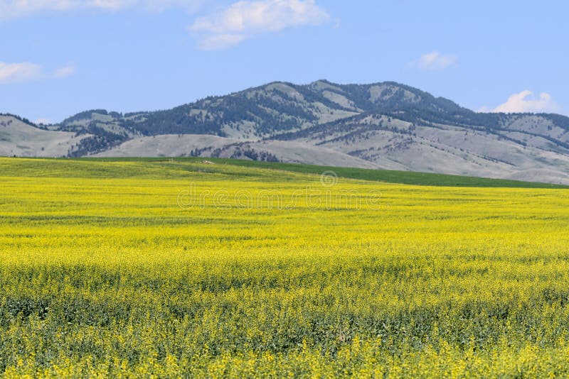 Rolnictwa Canola Alberta zdjęcie stock. Obraz złożonej z natura - 123853860