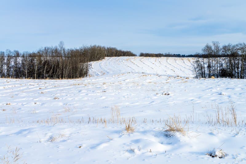 Canola Windrow Swath Covered with Snow in Winter Stock Photo - Image of ...