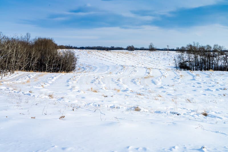 Canola Windrow Swath Covered with Snow in Winter Stock Photo - Image of ...