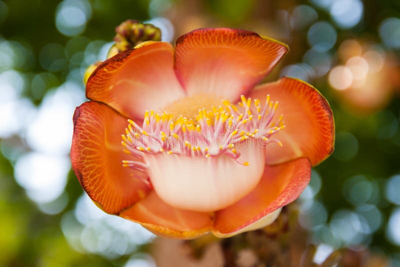 Canon ball flower stock photo. Image of blooming, open - 31482078