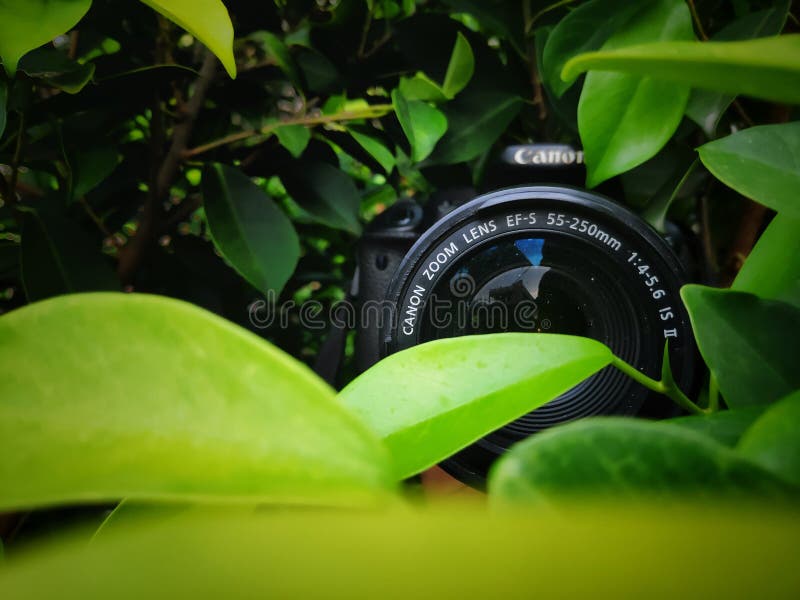 Canon Camera in the Woods and Grounds Editorial Stock Image - Image of ...