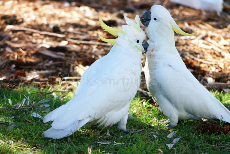 Canoodling cockatoos stock photo. Image of nature, cockatoos - 59172