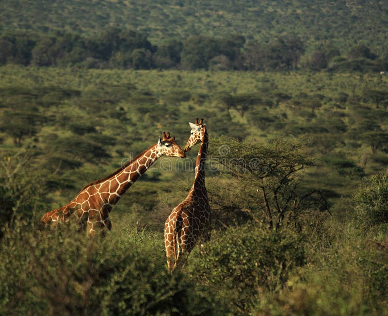 Canoodling giraff fotografering för bildbyråer. Bild av nationellt ...