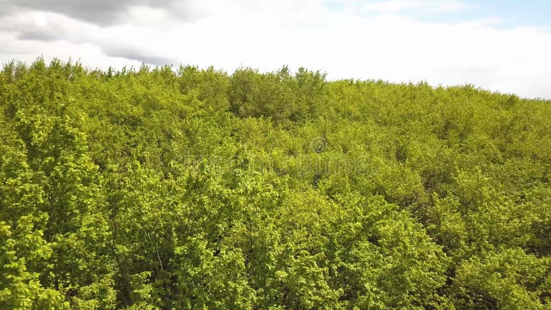 Canopies of Forest Trees with Green Leaves Waving on Summer Wind. Stock ...